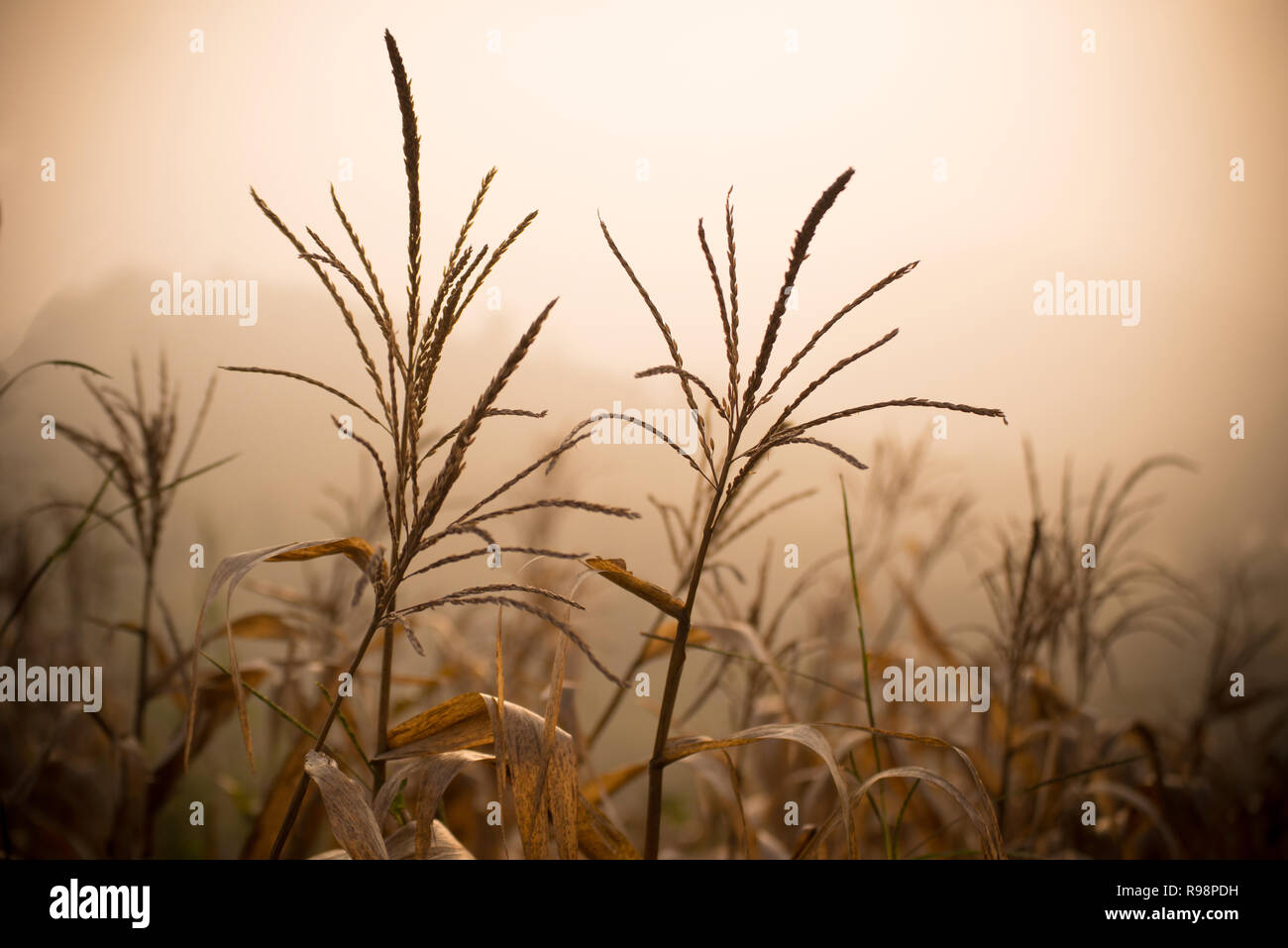 dry corn field mist / ready harvest corn gold wheat field in the fog in ...