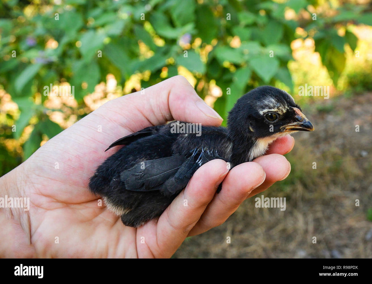 chick in hand / cute little baby chick black on hand in the morning at ...