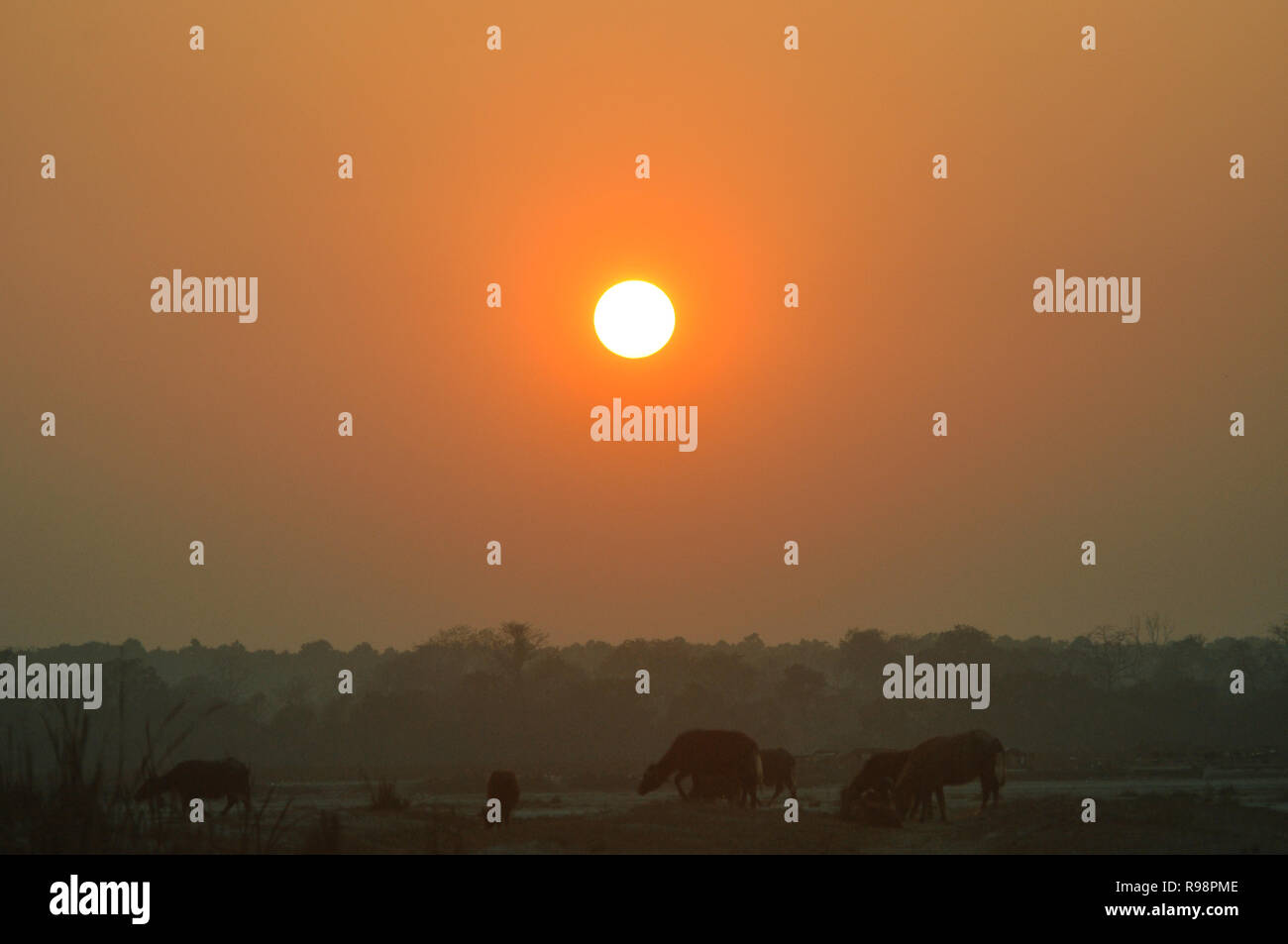 Golden yellow sunset inside forest Stock Photo - Alamy