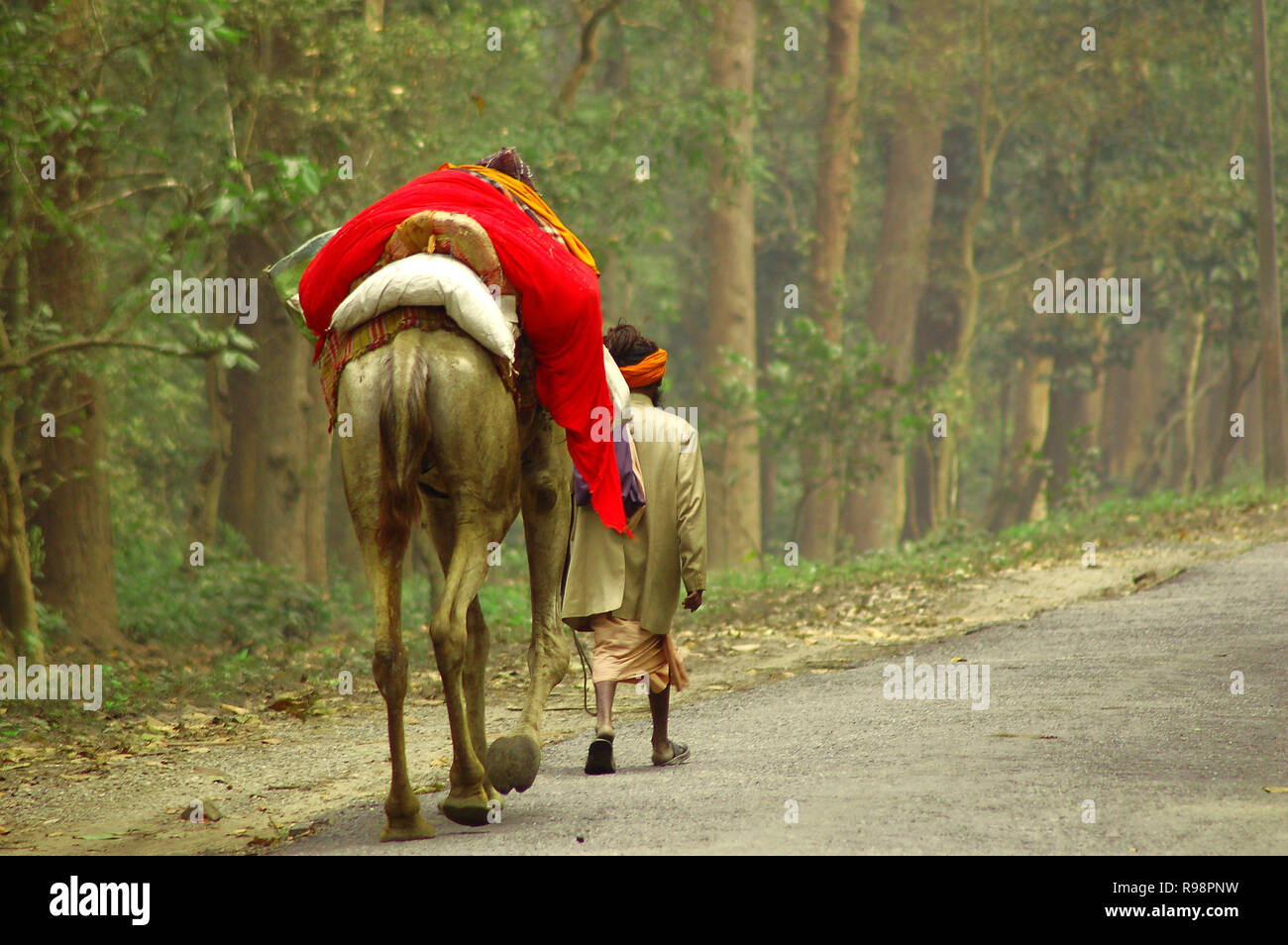 A sadhu with camel inside forest Stock Photo - Alamy