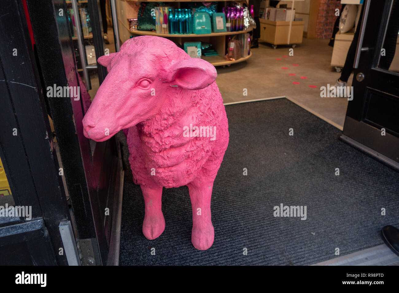 Pink Sheep High Resolution Stock Photography and Images - Alamy