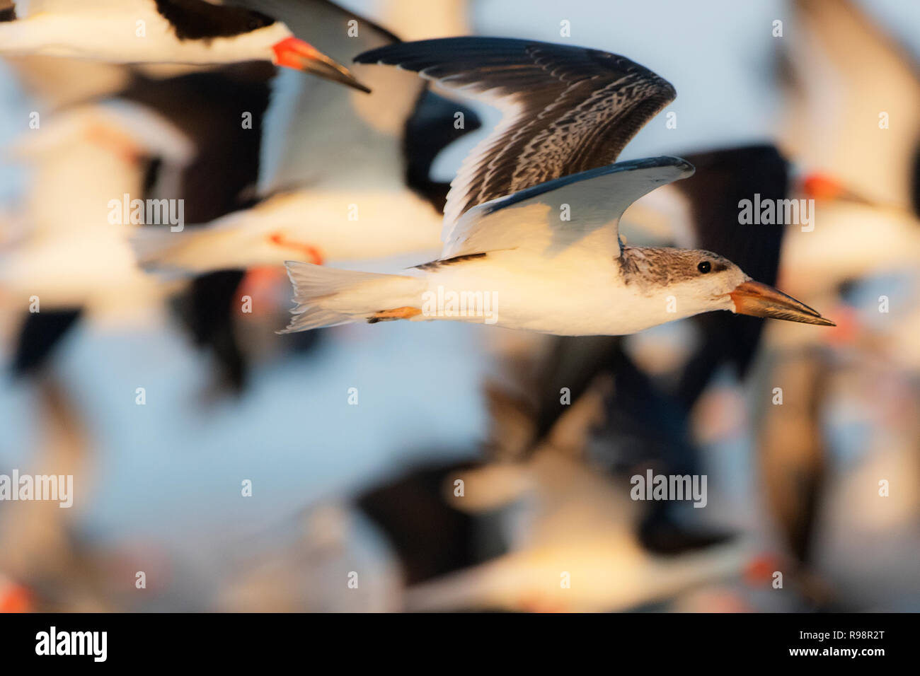 Juvenile black skimmer hi-res stock photography and images - Alamy