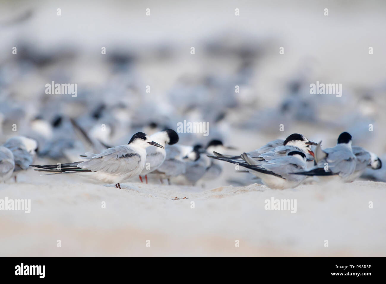Juvenile common terns preen in coastal habitat Stock Photo - Alamy