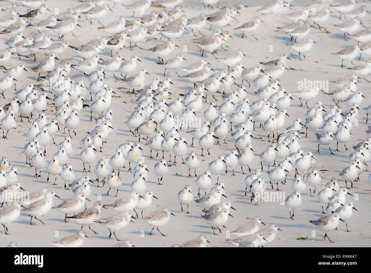 Sanderling hi-res stock photography and images - Alamy