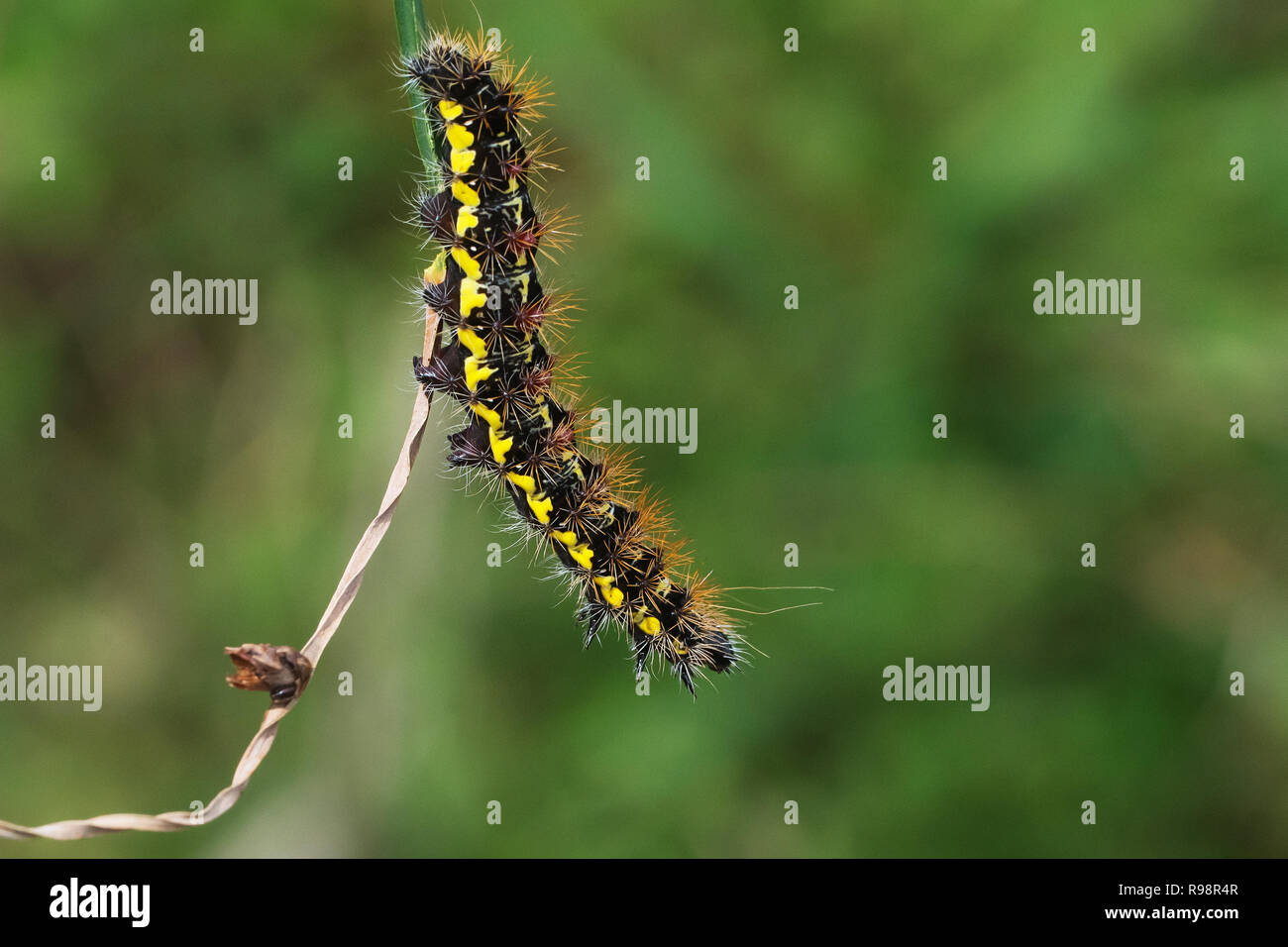 Smeared dagger moth caterpillar hi-res stock photography and images - Alamy