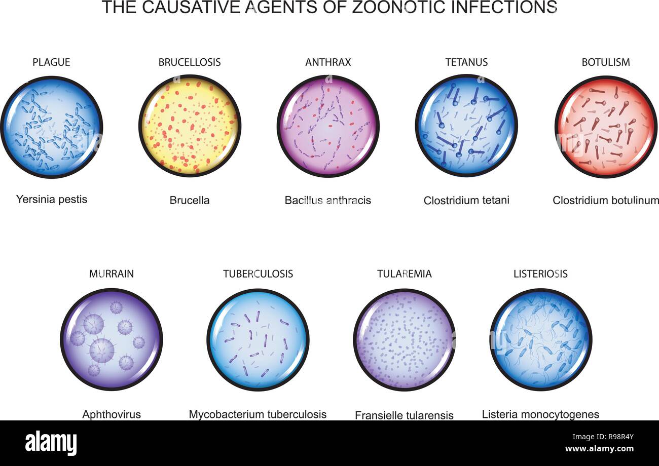 Zoonotic vectors Stock Vector Images - Alamy