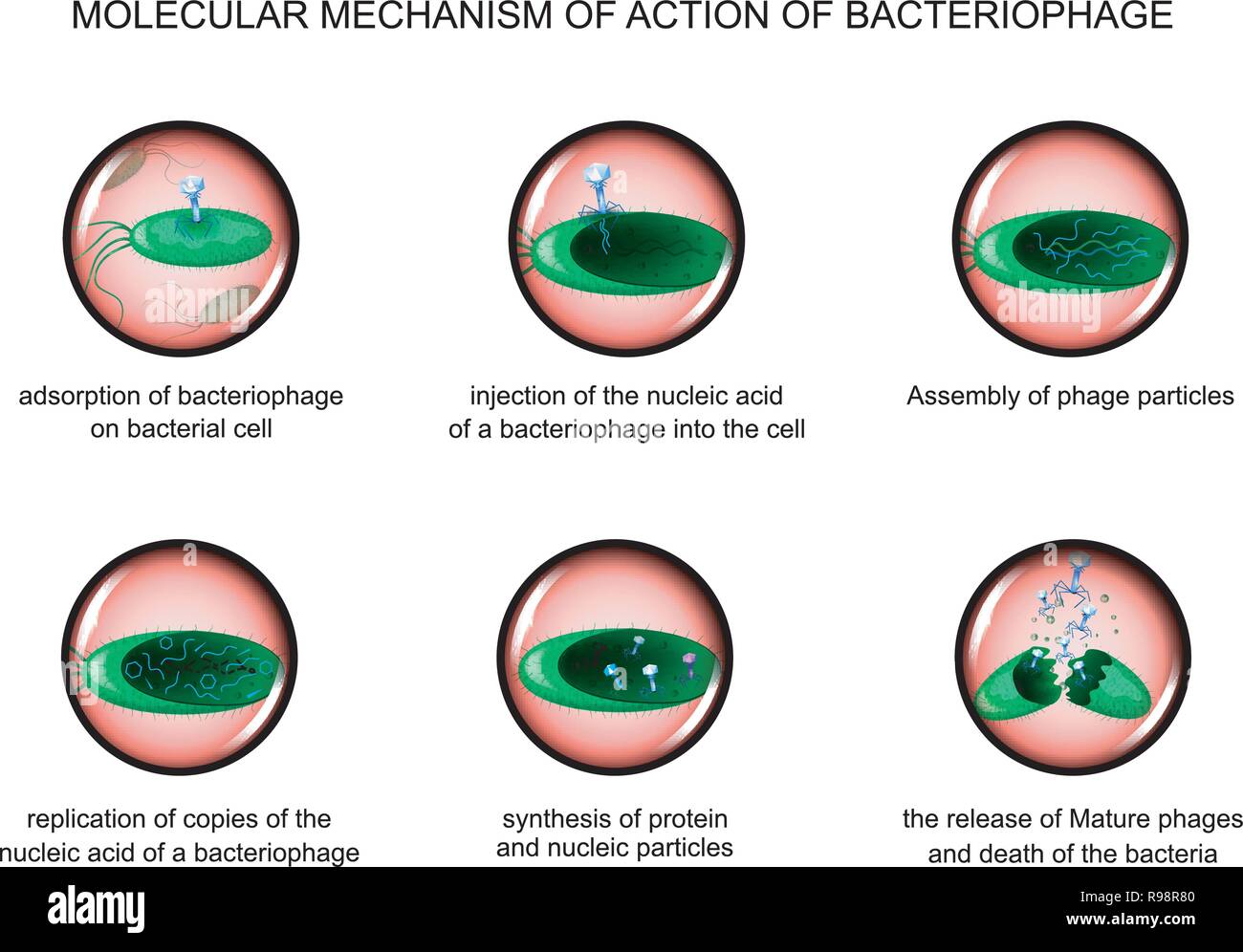 vector illustration of the action of bacteriophages on bacteria Stock ...