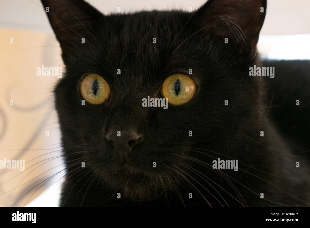 Feline face hi-res stock photography and images - Alamy