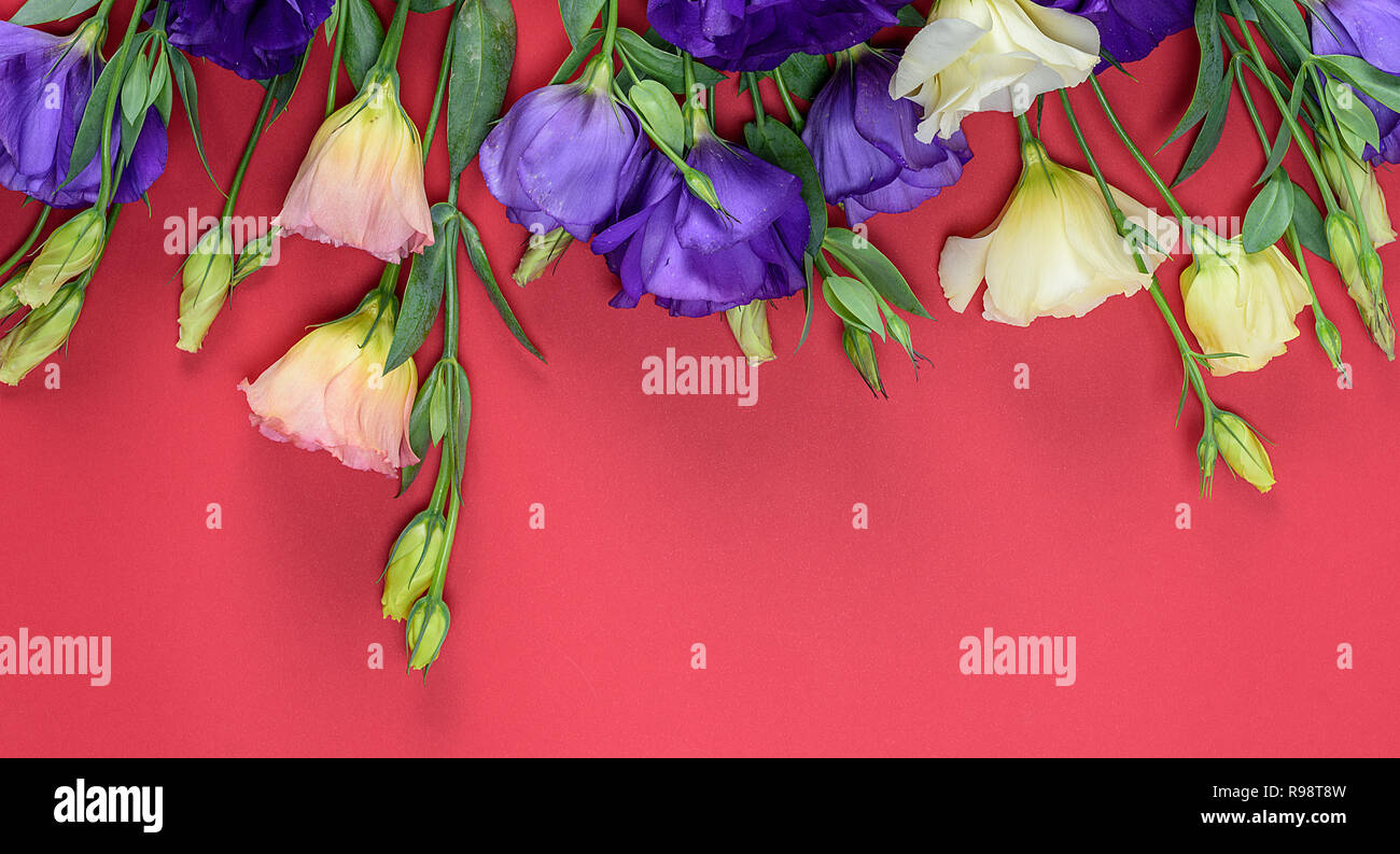 fresh blooming flowers Eustoma Lisianthus on red paper background, top ...