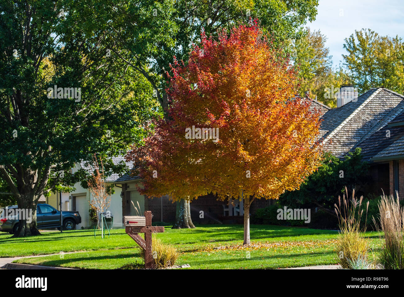 Acer rubrum tree hi-res stock photography and images - Alamy