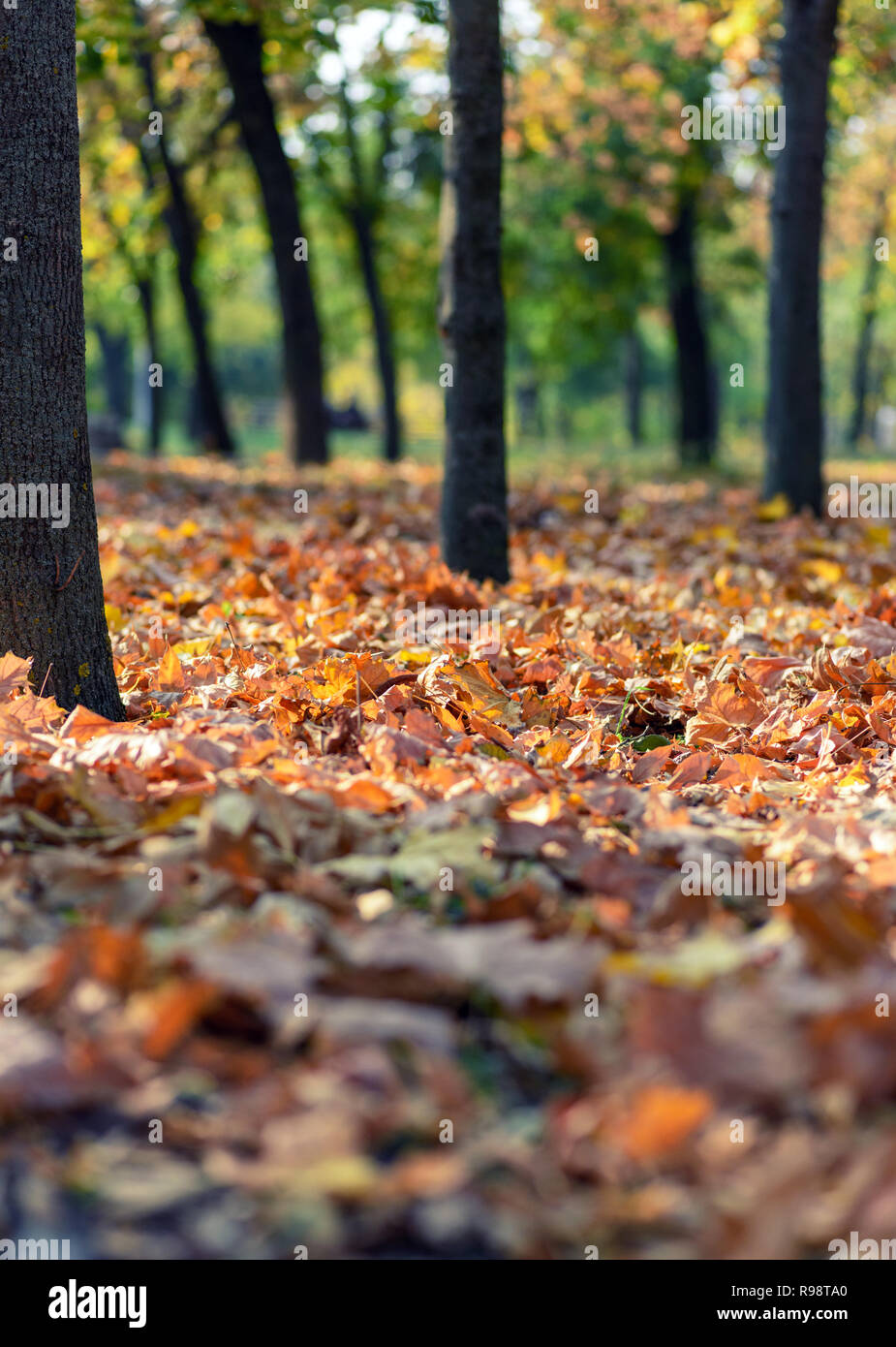 autumn city park with trees and dry yellow leaves on the ground ...
