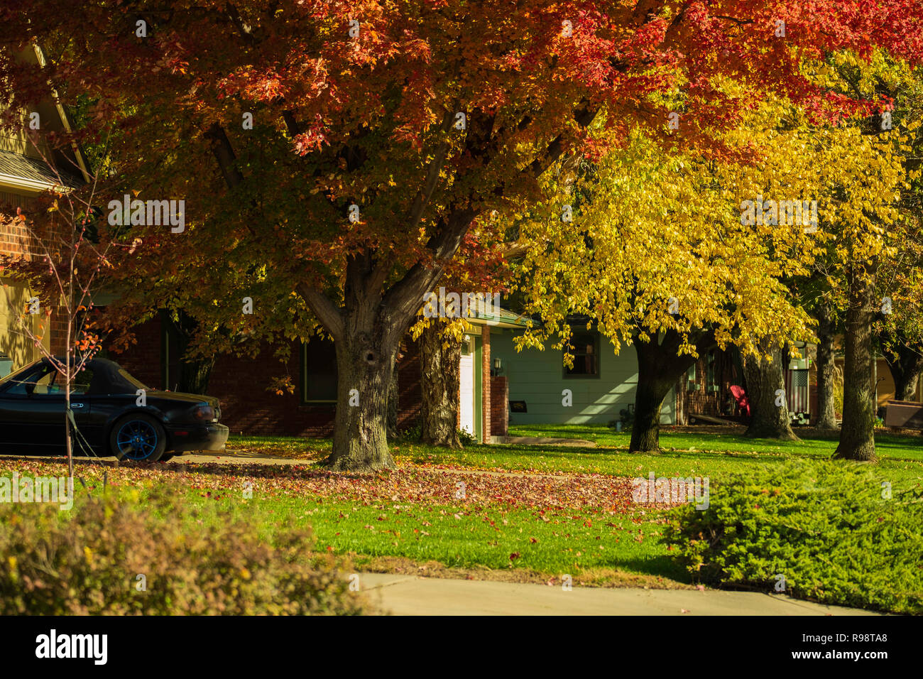 Acer rubrum tree hi-res stock photography and images - Alamy