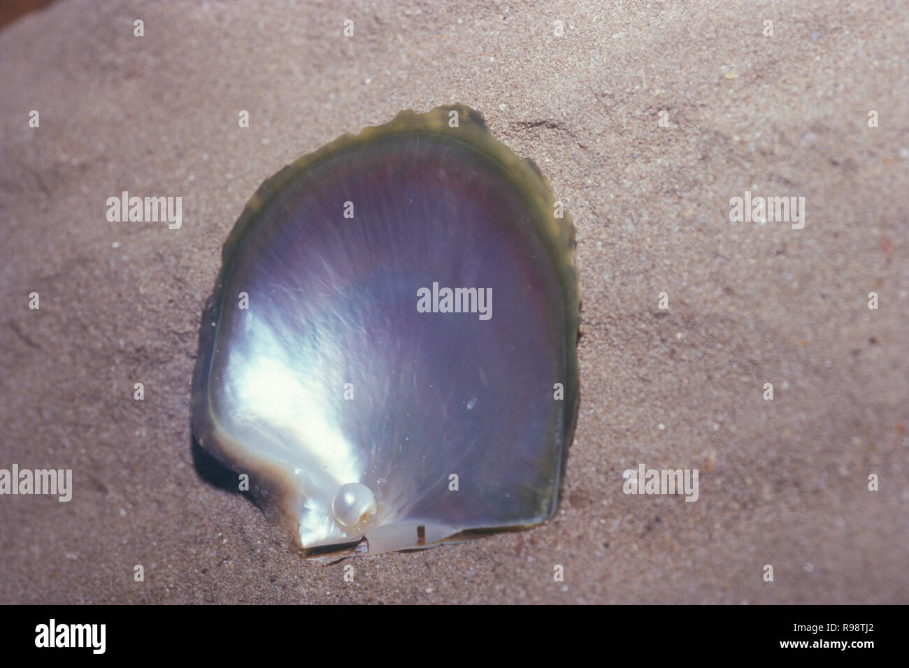India sea oysters hi-res stock photography and images - Alamy