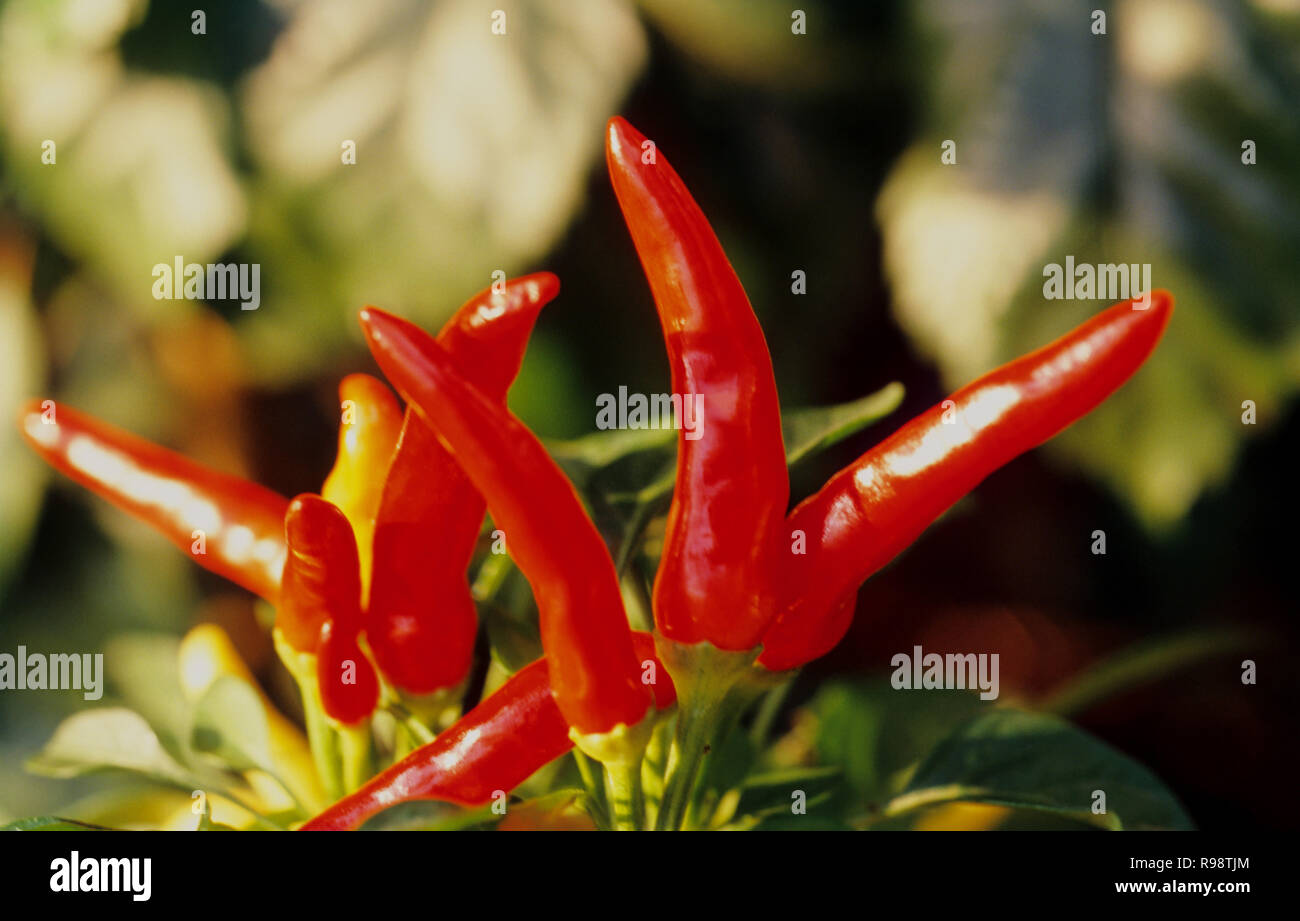 Red Chilly growing in field Jodhpur Rajasthan India Stock Photo - Alamy