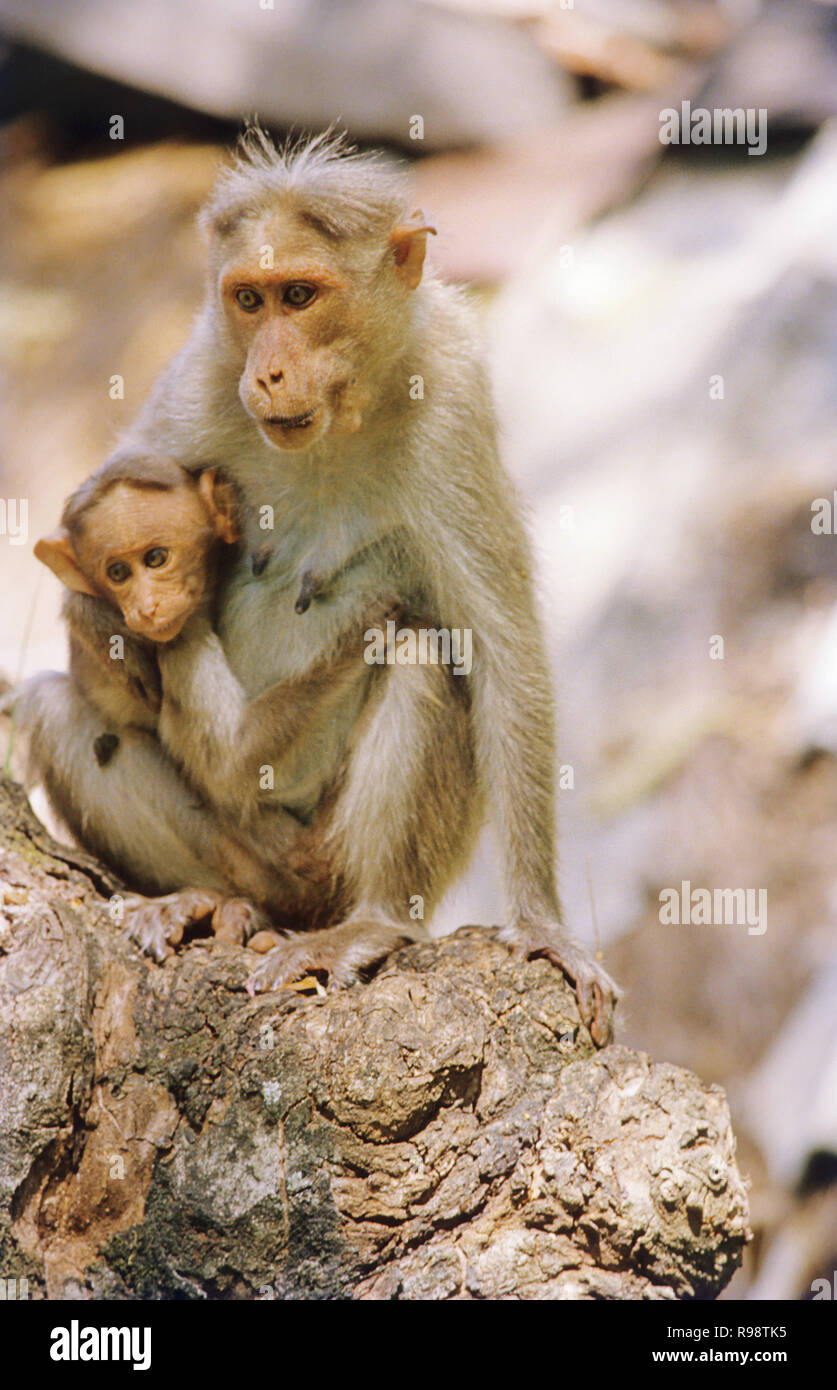 Baby mother animals love hi-res stock photography and images - Alamy