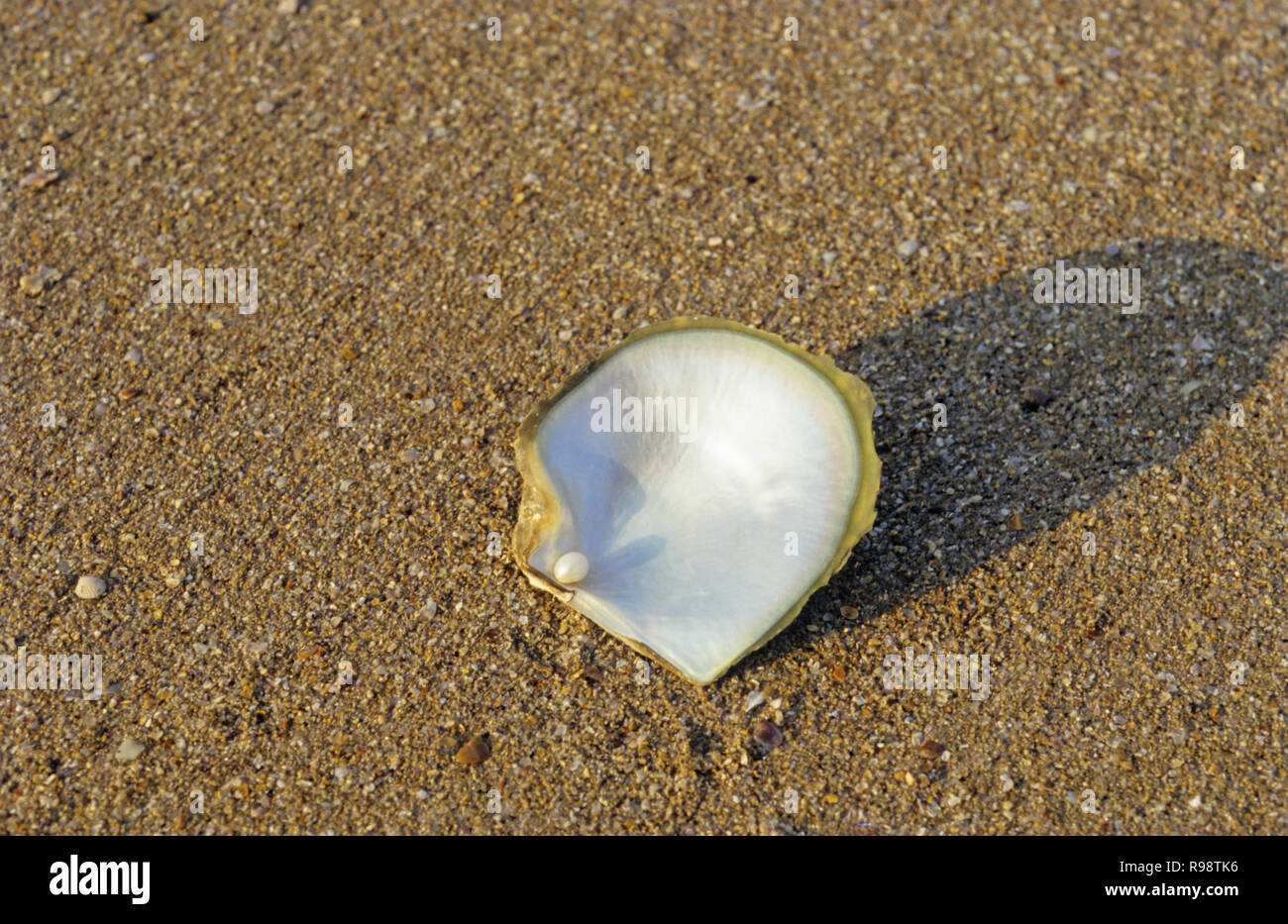 Pearl in a shell Stock Photo - Alamy