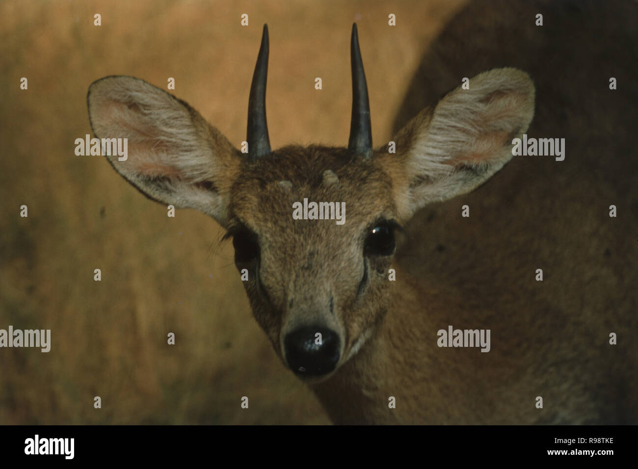 One horned antelope hi-res stock photography and images - Alamy