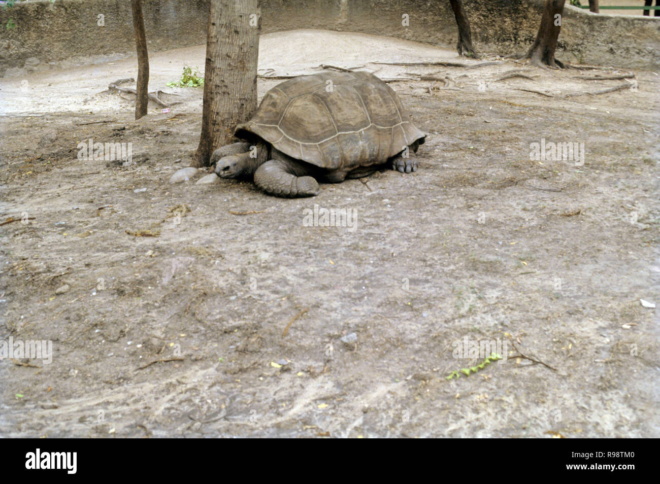 Tortoise shell color hi-res stock photography and images - Alamy