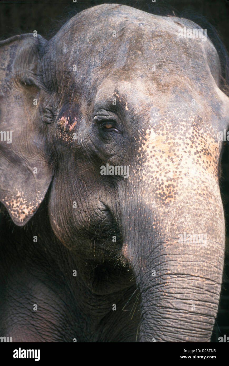 Elephant eye closeup Stock Photo - Alamy