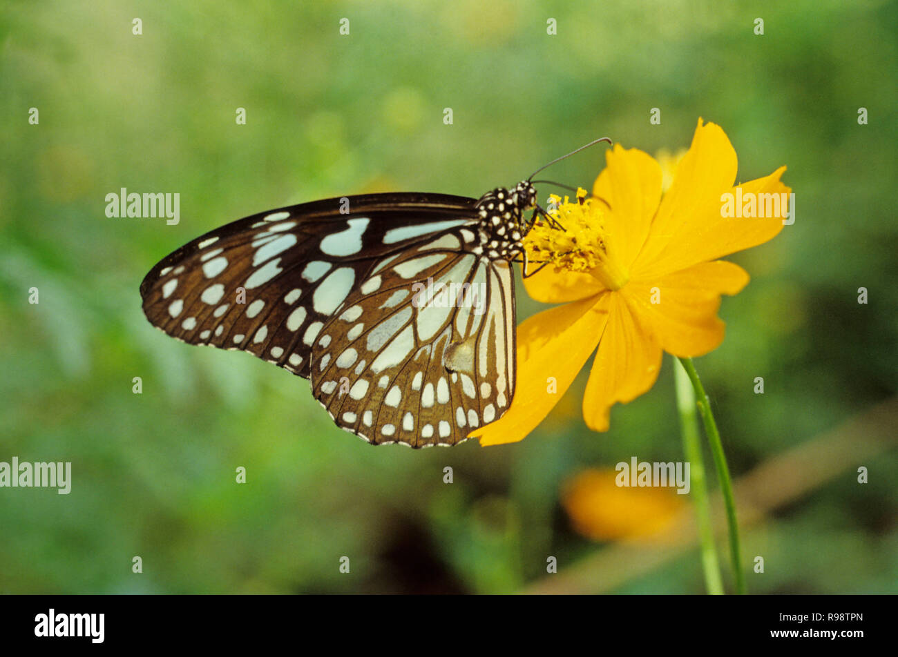 Indian butterfly pictures hi-res stock photography and images - Alamy