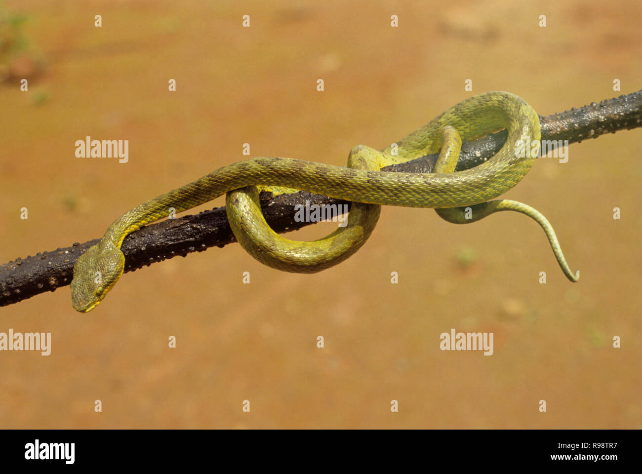 Bamboo Pit Viper snake Stock Photo - Alamy
