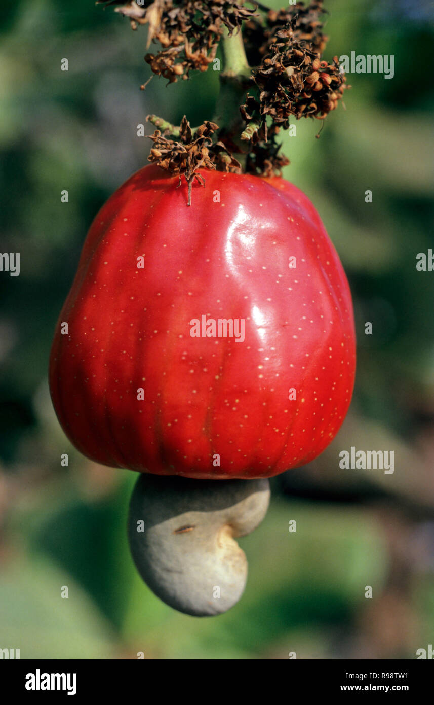 Best fruits of india hi-res stock photography and images - Alamy