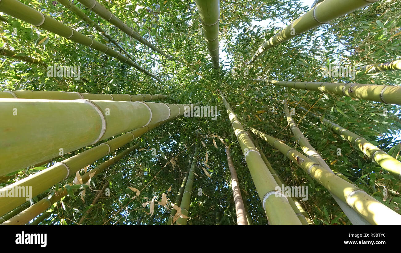Bamboo grove, bamboo forest natural green background Stock Photo - Alamy