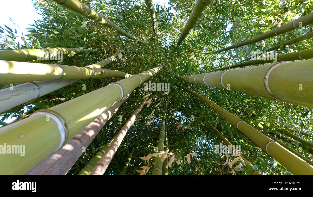 Bamboo grove design hi-res stock photography and images - Alamy