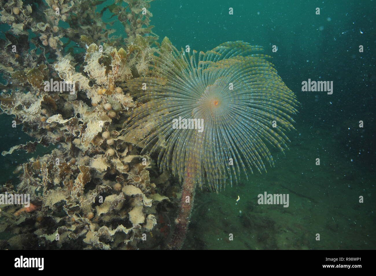 Mediterranean fan worm Sabella spallanzanii next to brown sea weeds ...