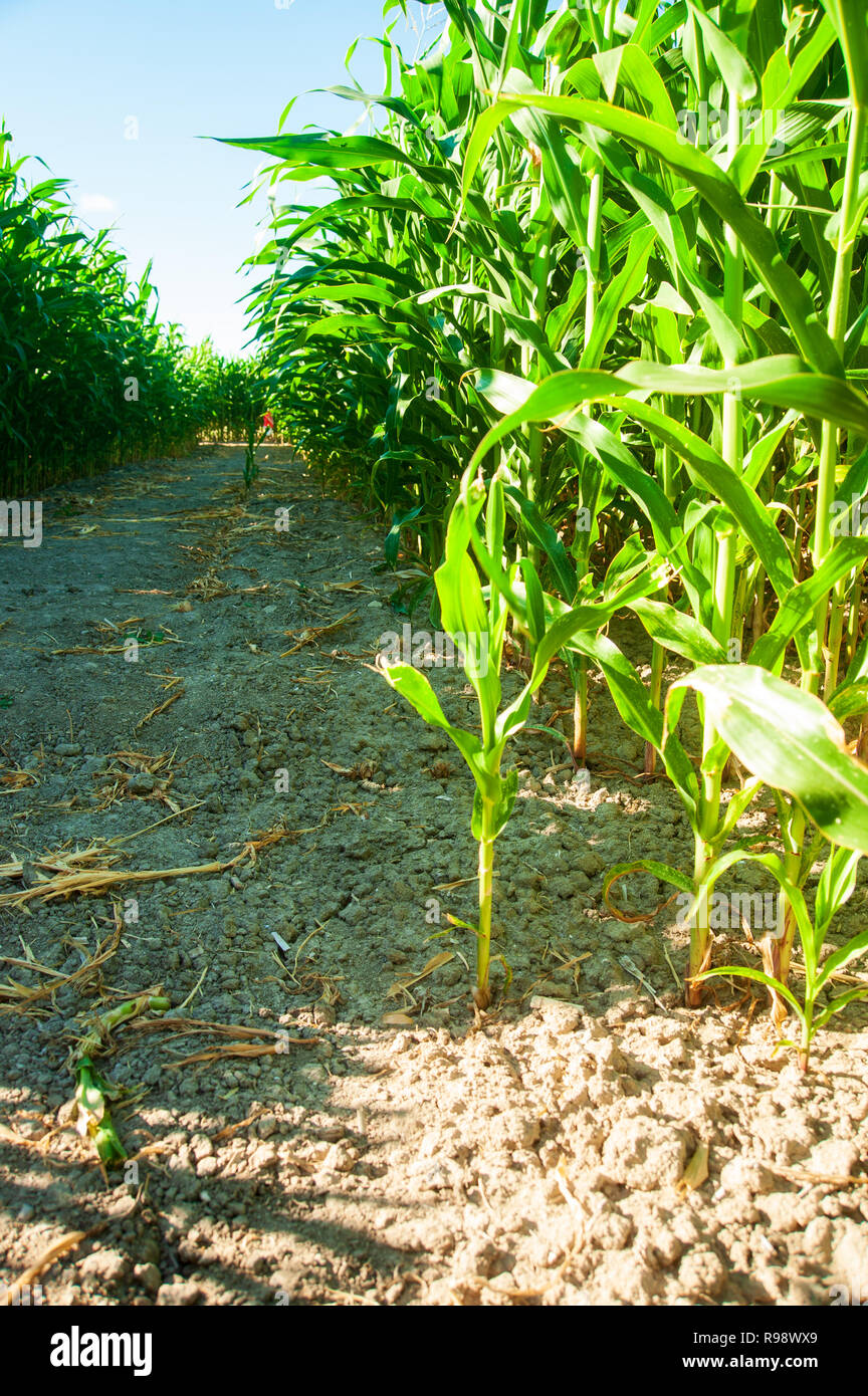 Leaves of maize in summertime on the field with dry soil Stock Photo ...