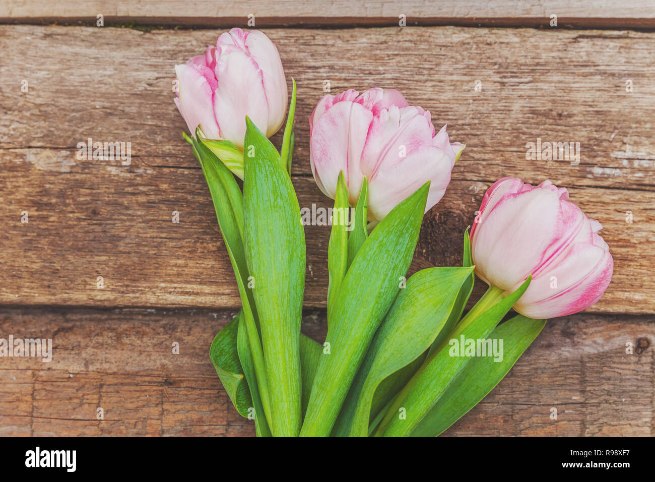 Spring greeting card. Bouquet of fresh light pastel pink tulips flowers ...
