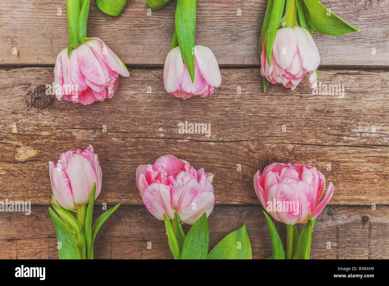 Spring greeting card. Bouquet of fresh light pastel pink tulips flowers ...