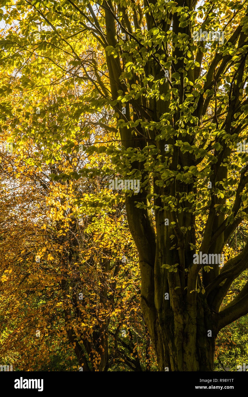 the season autumn ray boswell Stock Photo - Alamy