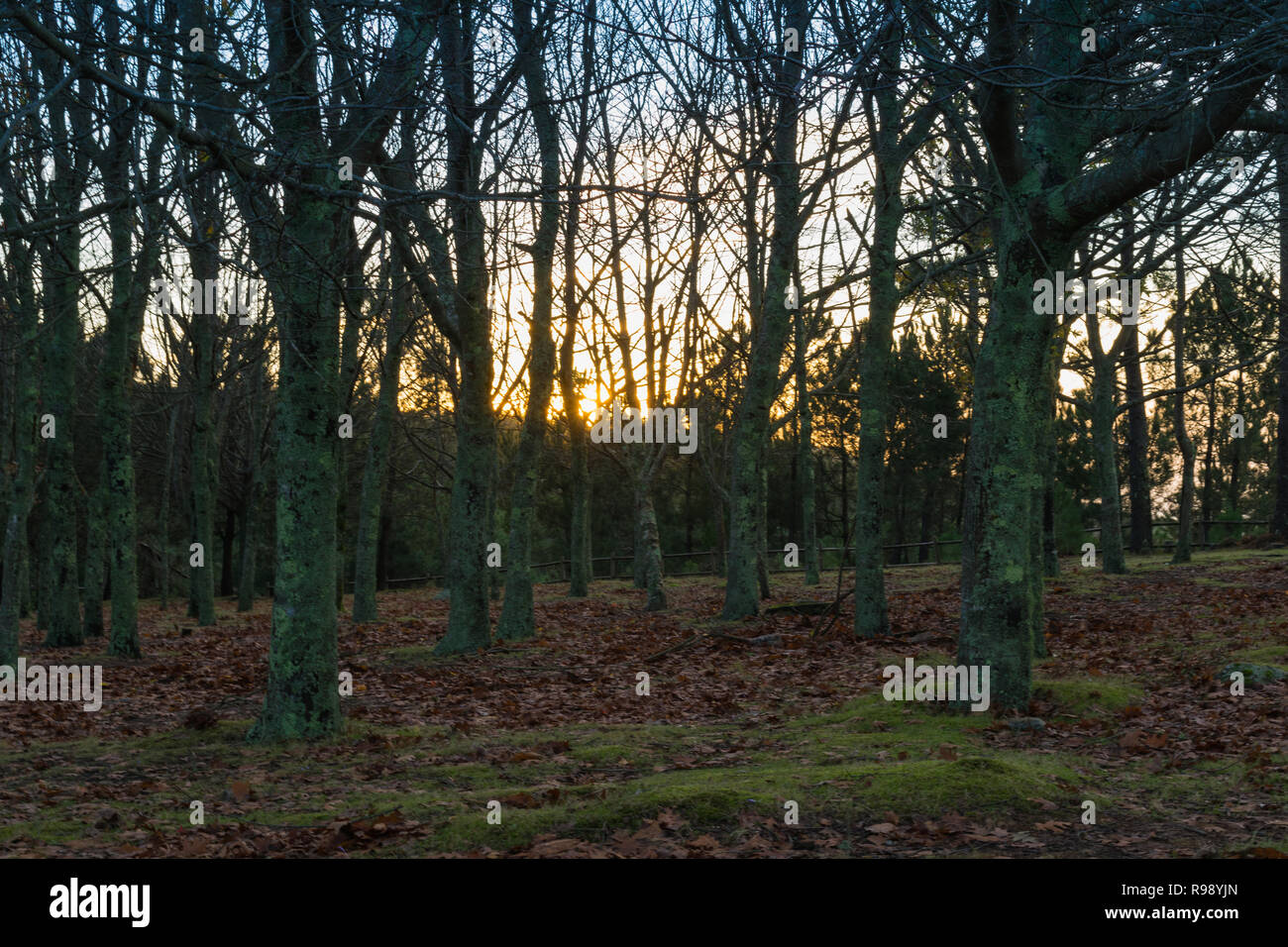 Rays sun between trees hi-res stock photography and images - Alamy