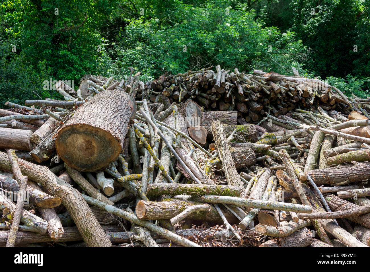 Freshly cut wood hi-res stock photography and images - Alamy
