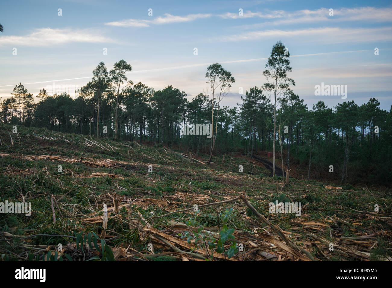 felling and deforestation of a forest area Stock Photo - Alamy