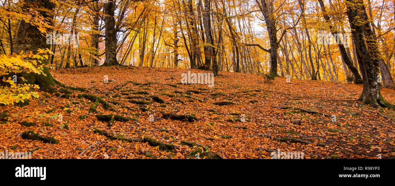 Banner of foliage for background, in Monti Cimini, Lazio, Italy. Autumn ...