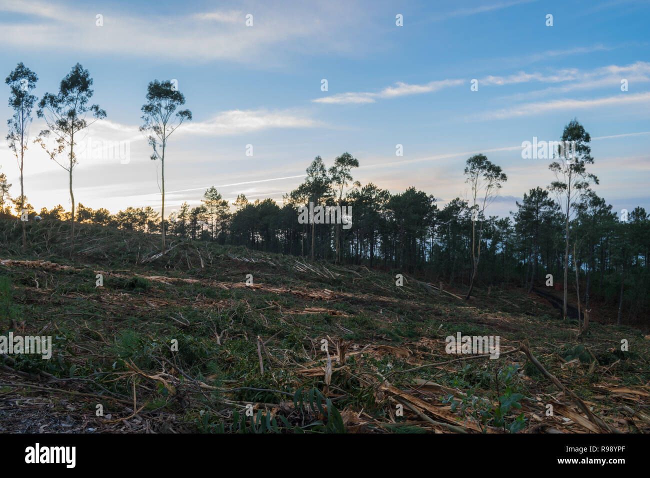 Deforestation disaster hi-res stock photography and images - Alamy
