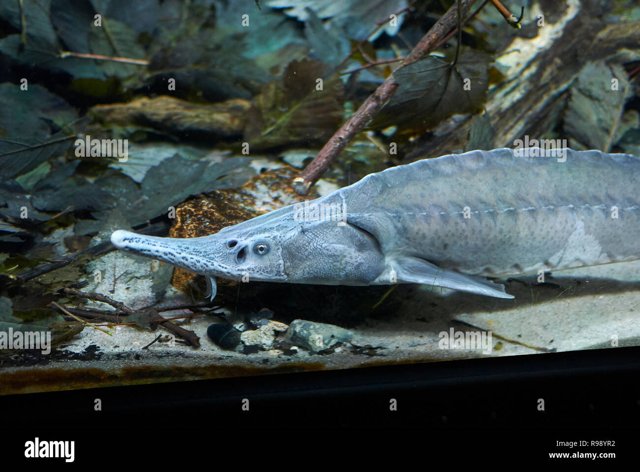 Sturgeon fish roe hi-res stock photography and images - Alamy
