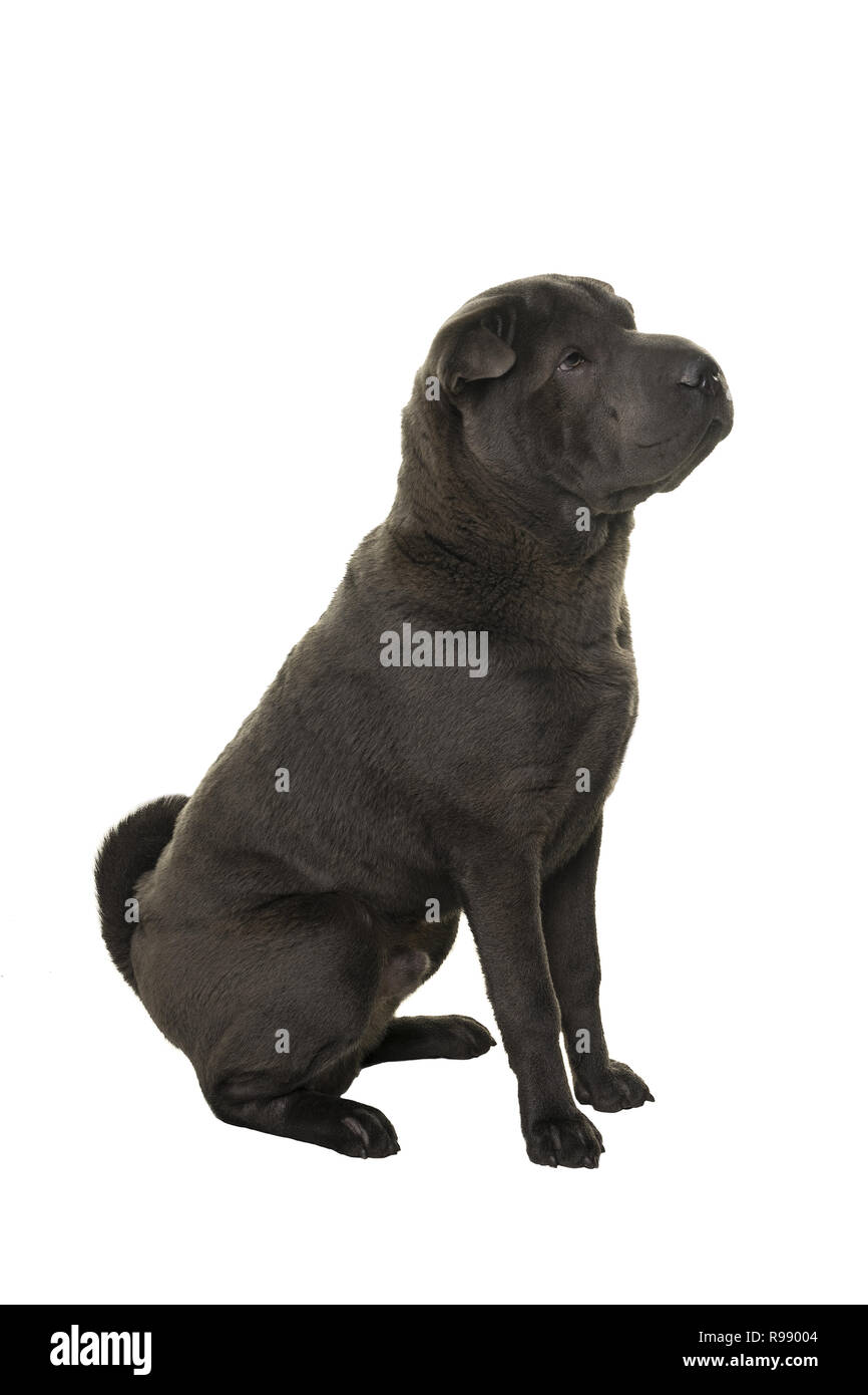 Chinese shar pei puppy sitting hi-res stock photography and images - Alamy
