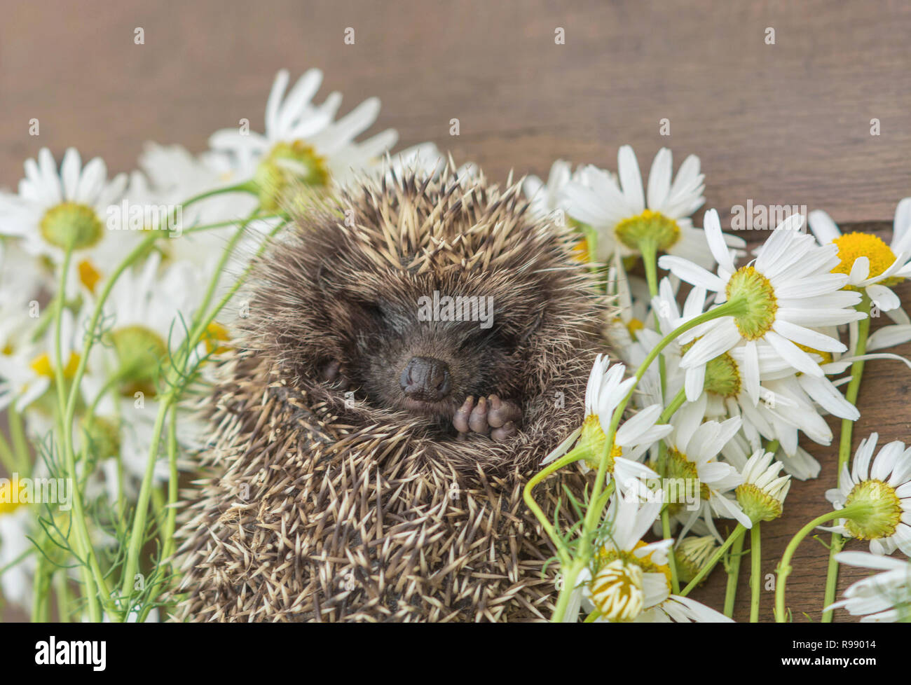 Hedgehog in a ball hi-res stock photography and images - Alamy