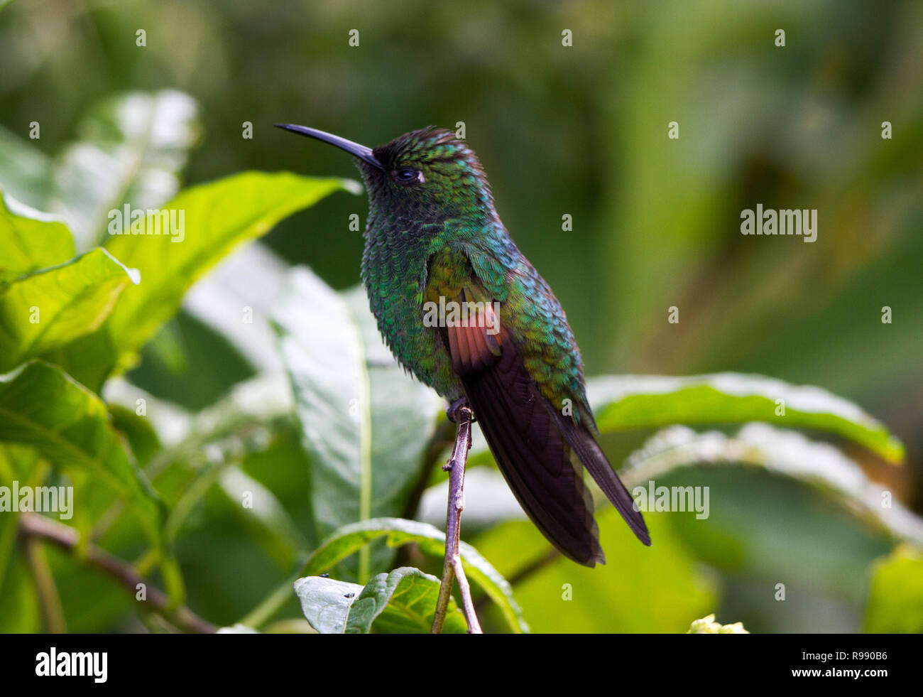 Eupherusa hi-res stock photography and images - Alamy