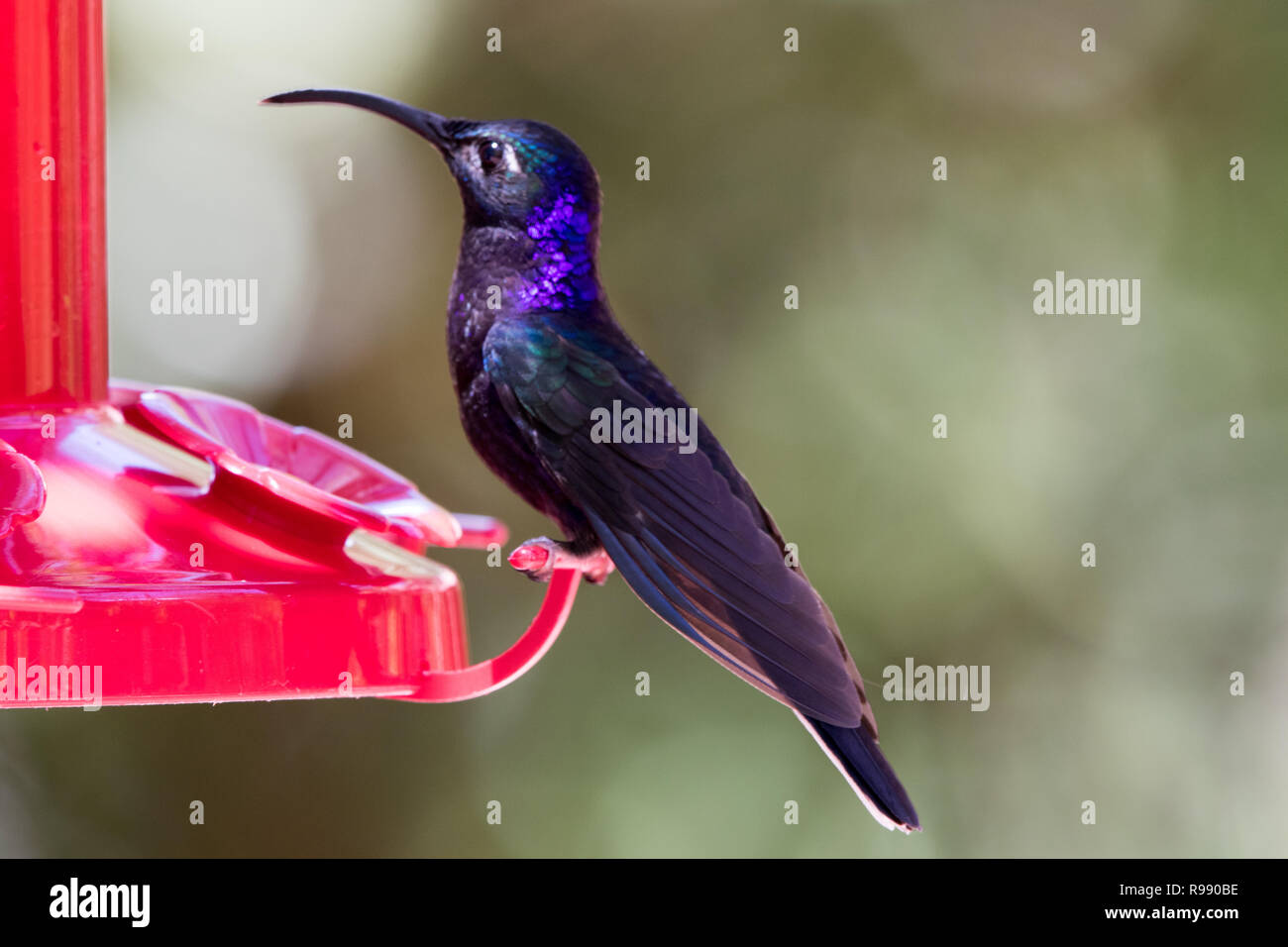 Violet sabrewing hummingbirds hi-res stock photography and images - Alamy