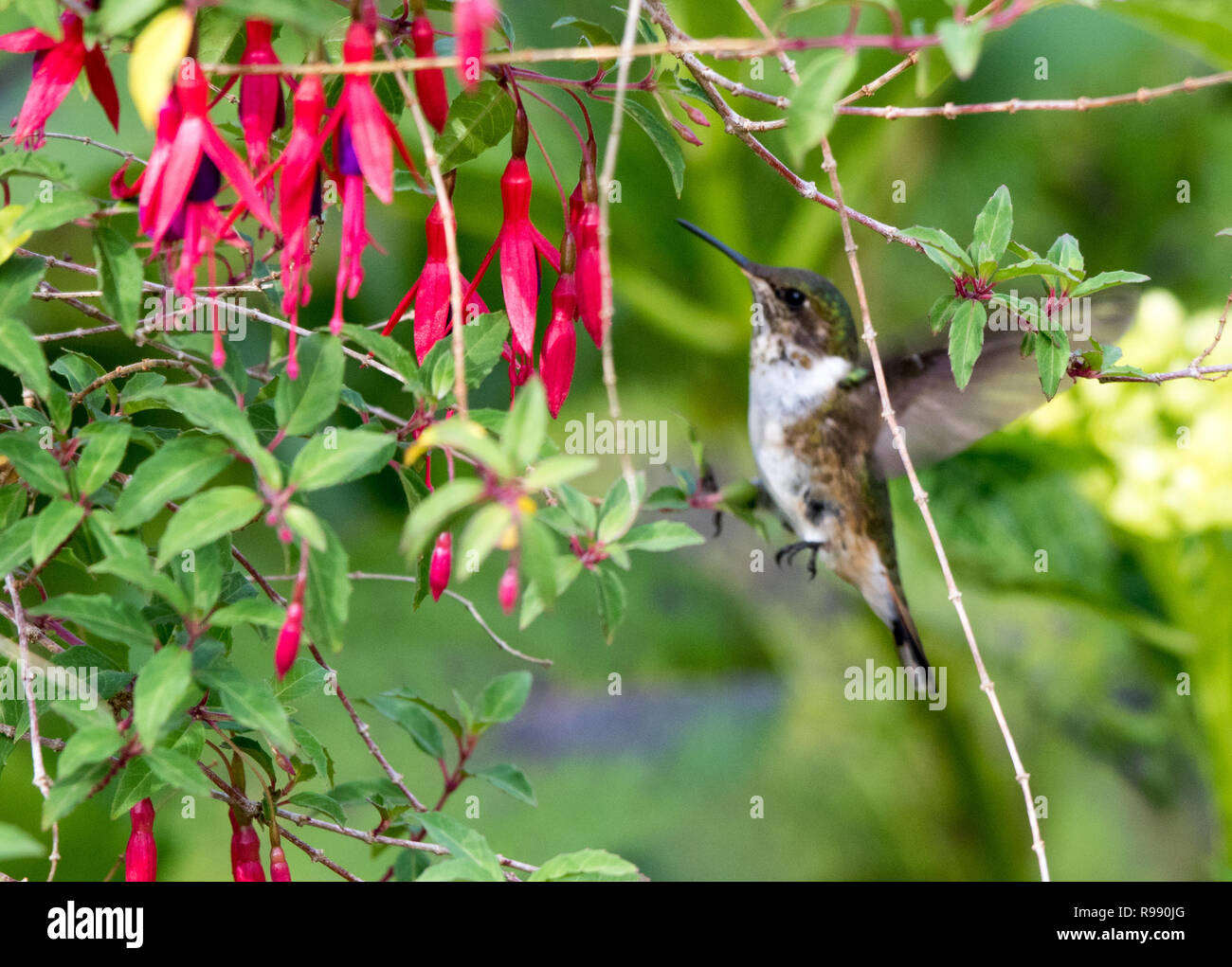 Violet headed hummingbird hi-res stock photography and images - Alamy