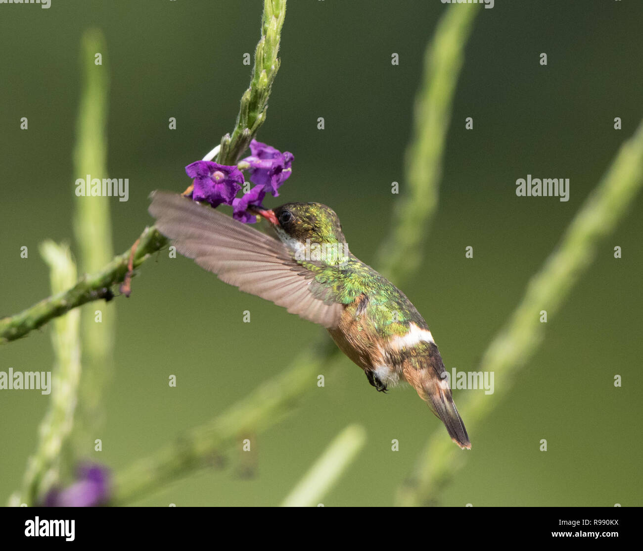White crested coquette hummingbird hi-res stock photography and images ...