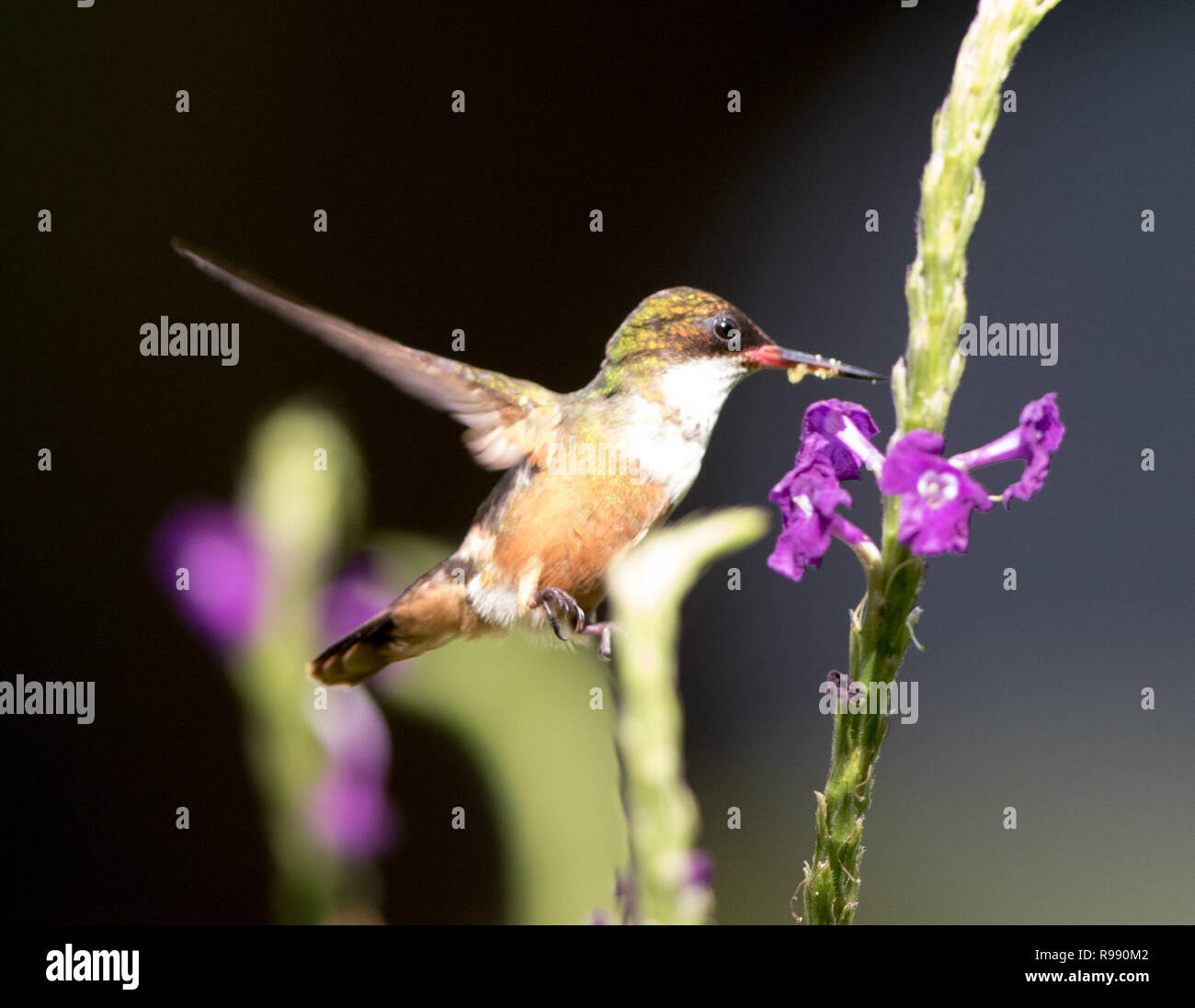 White crested coquette hummingbird hi-res stock photography and images ...