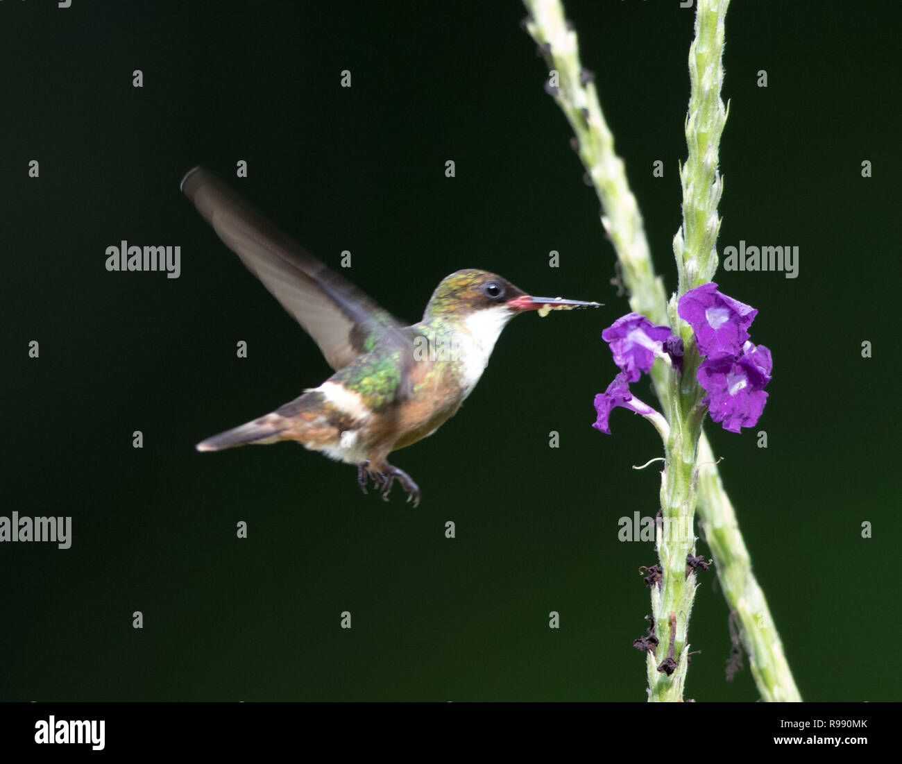 White-crested coquette (Lophornis adorabilis Stock Photo - Alamy