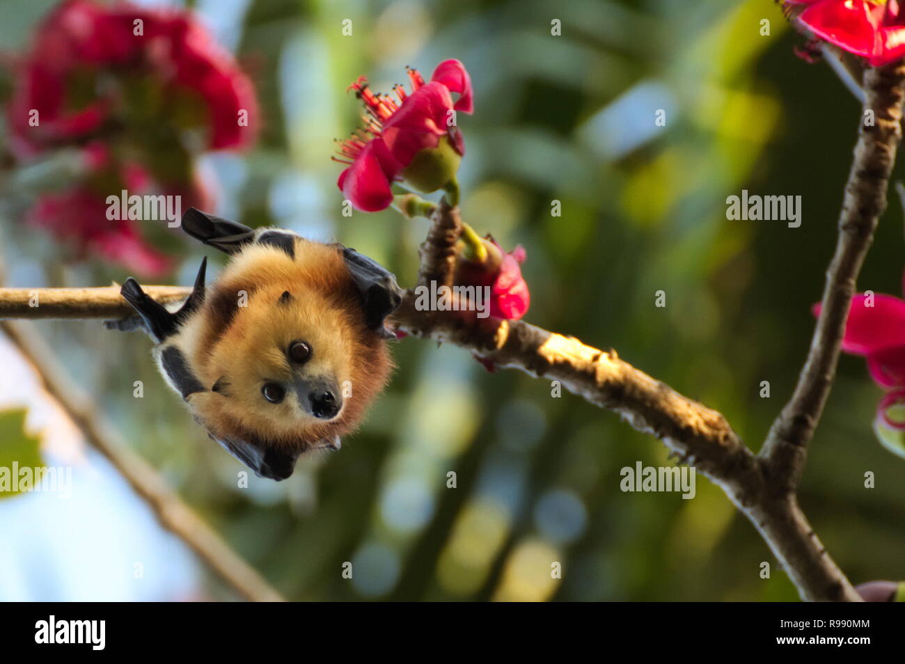Mauritian flying fox, fruit bat, sitting, hanging in the tree with pink ...
