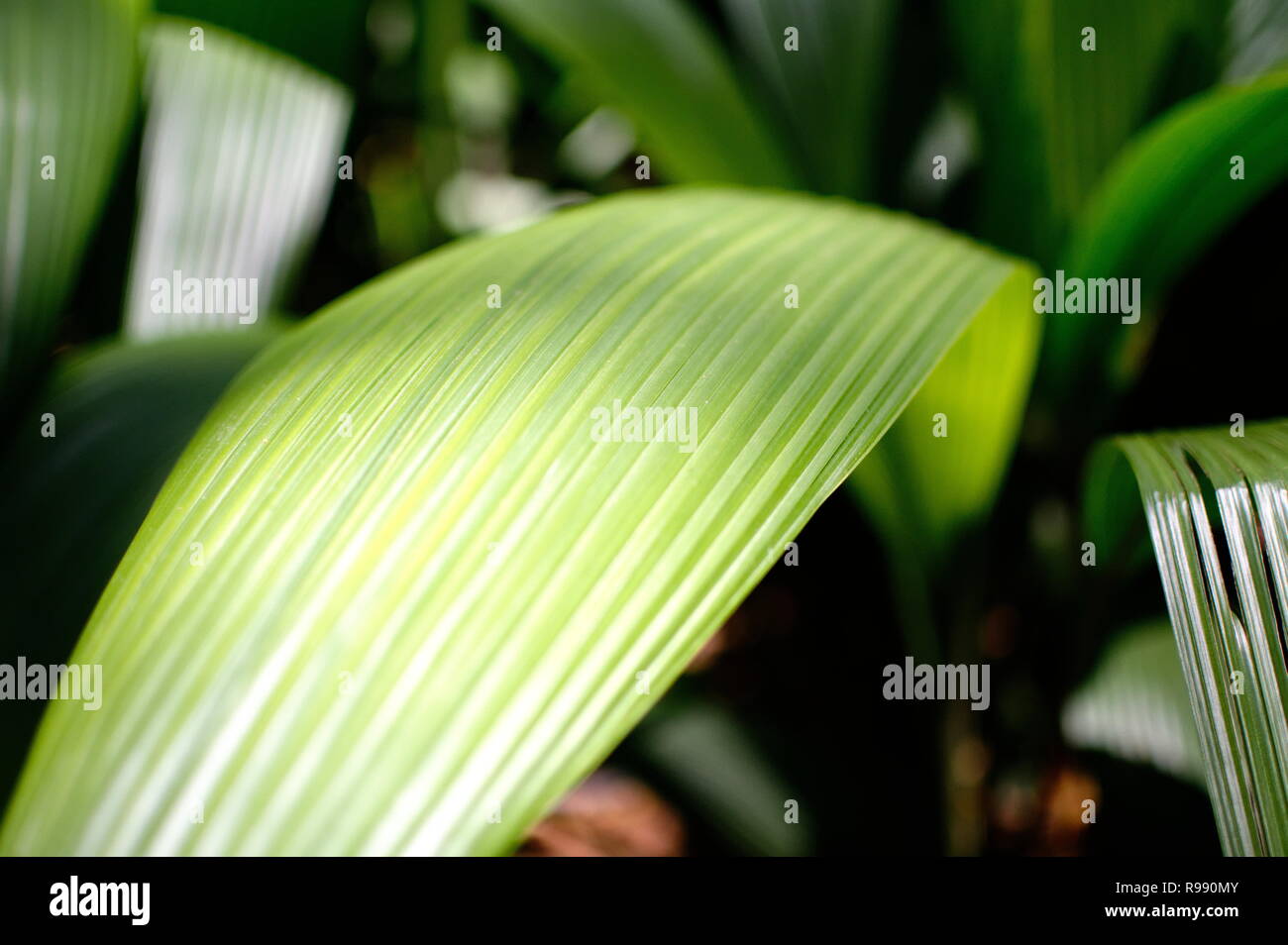 Shiny leaf hi-res stock photography and images - Alamy