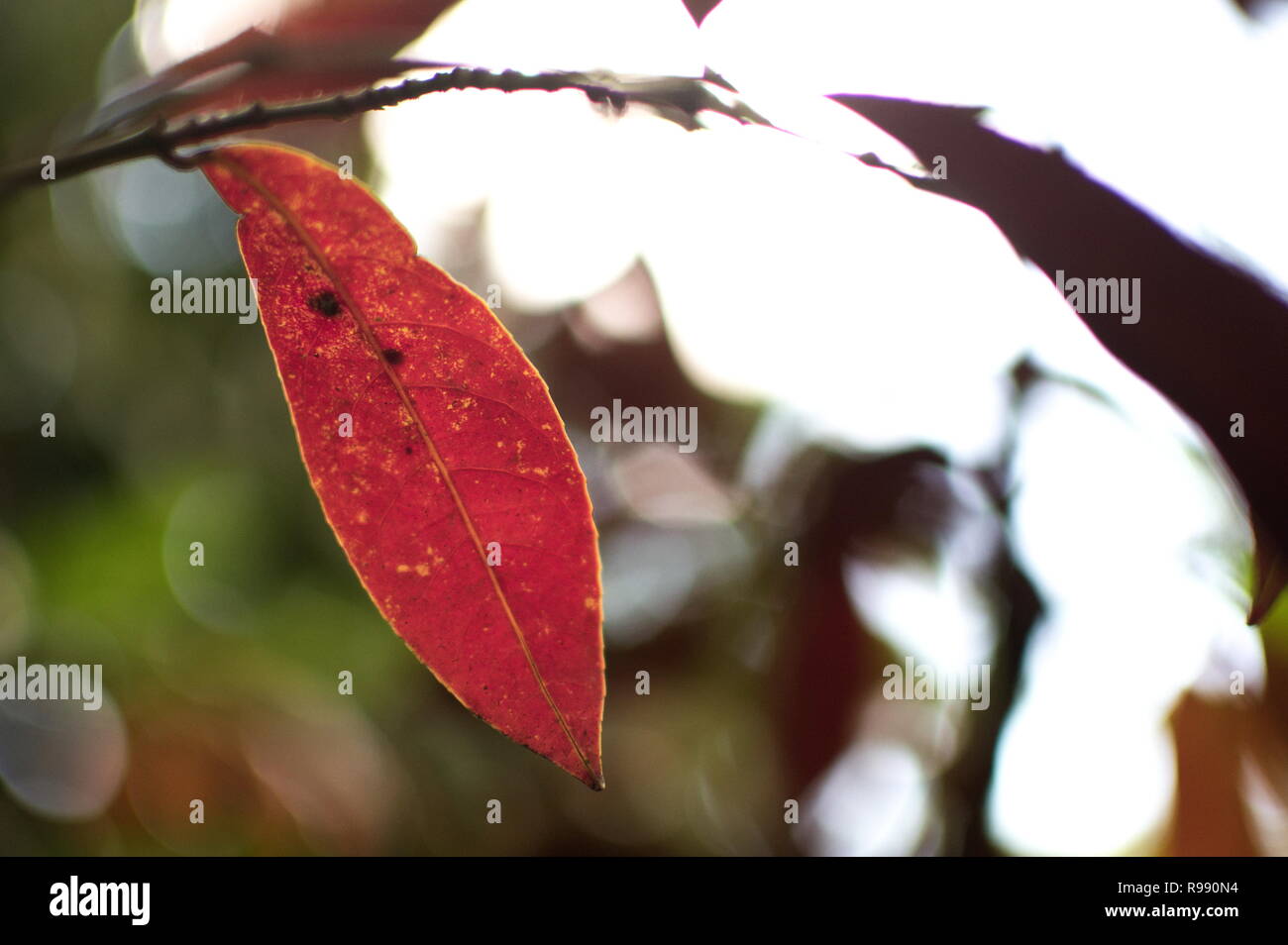 Long red leaf on green background Stock Photo - Alamy